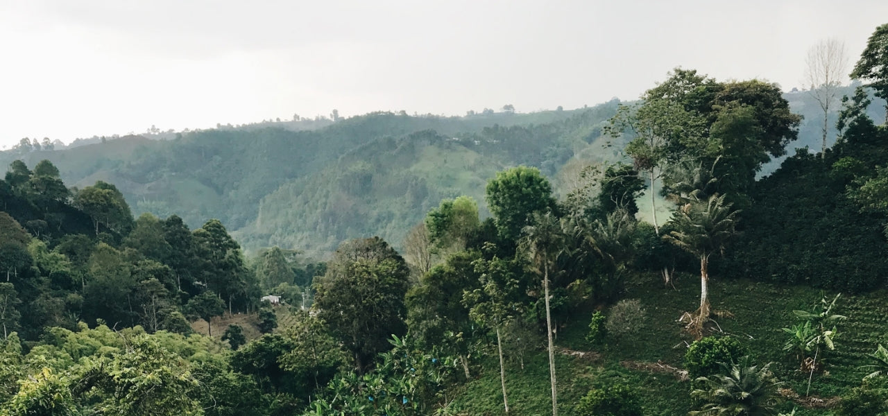 Sedai Coffee & Roasters – sedaicoffee