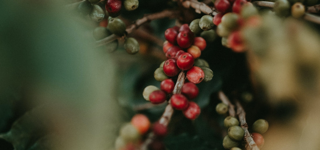 Sedai Coffee & Roasters – sedaicoffee