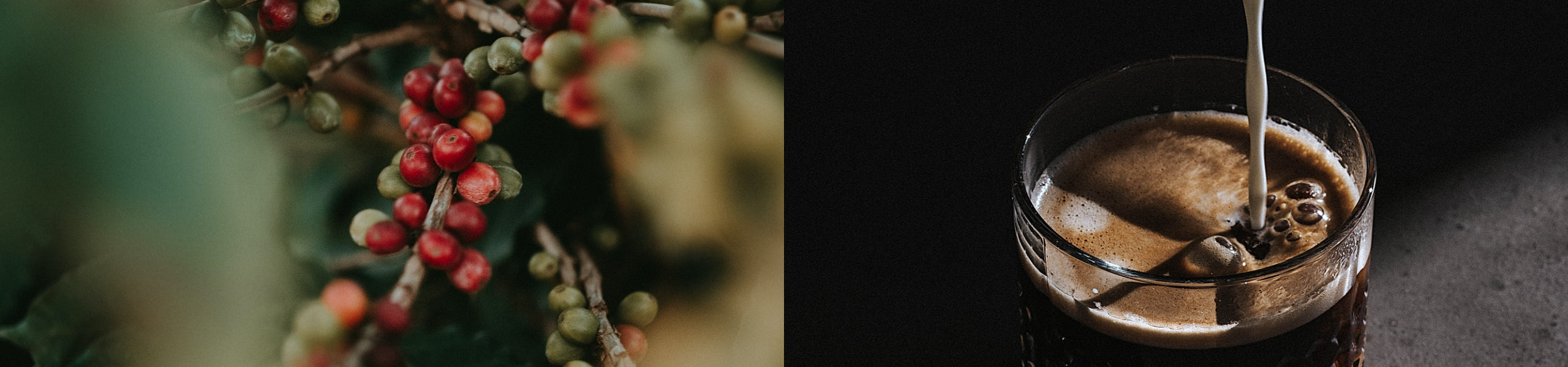 Sedai Coffee & Roasters – sedaicoffee
